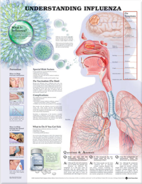 Understanding Influenza Chart - Adam,Rouilly