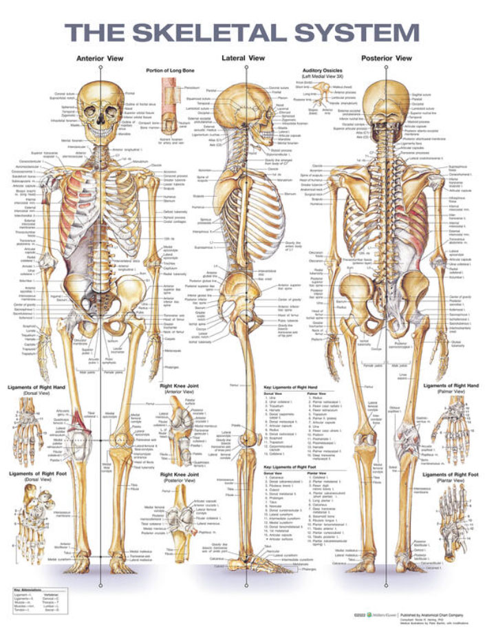 The Skeletal System Chart - Adam,Rouilly