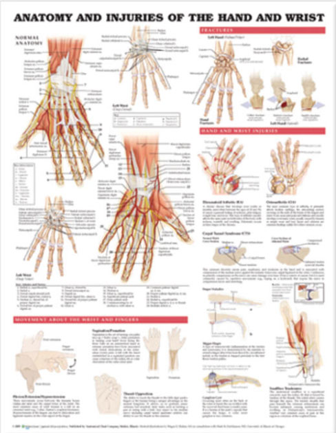 Anatomy and Injuries of the Hand & Wrist - Adam,Rouilly