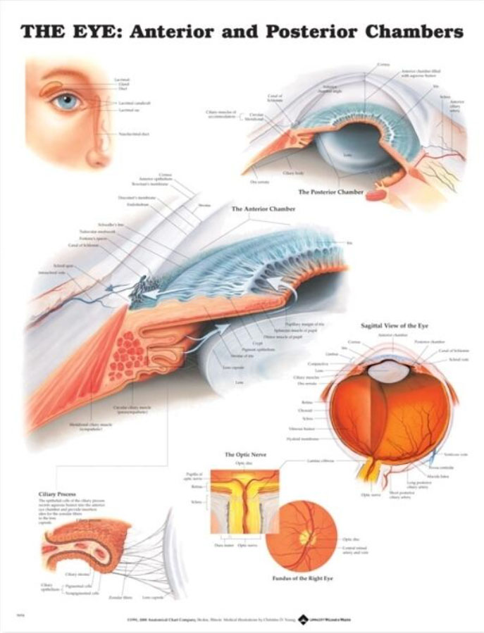 The Eye Anterior & Posterior Chambers Chart | Adam,Rouilly