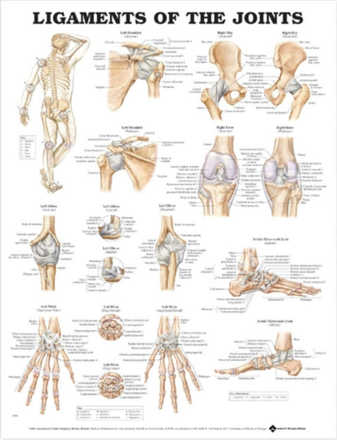 Ligaments of the Joints Chart - Adam,Rouilly