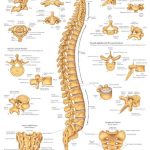 Anatomy / Structure / Function Charts | Adam,Rouilly