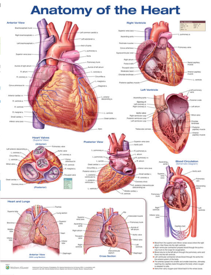 Anatomy of the Heart Chart - Adam,Rouilly