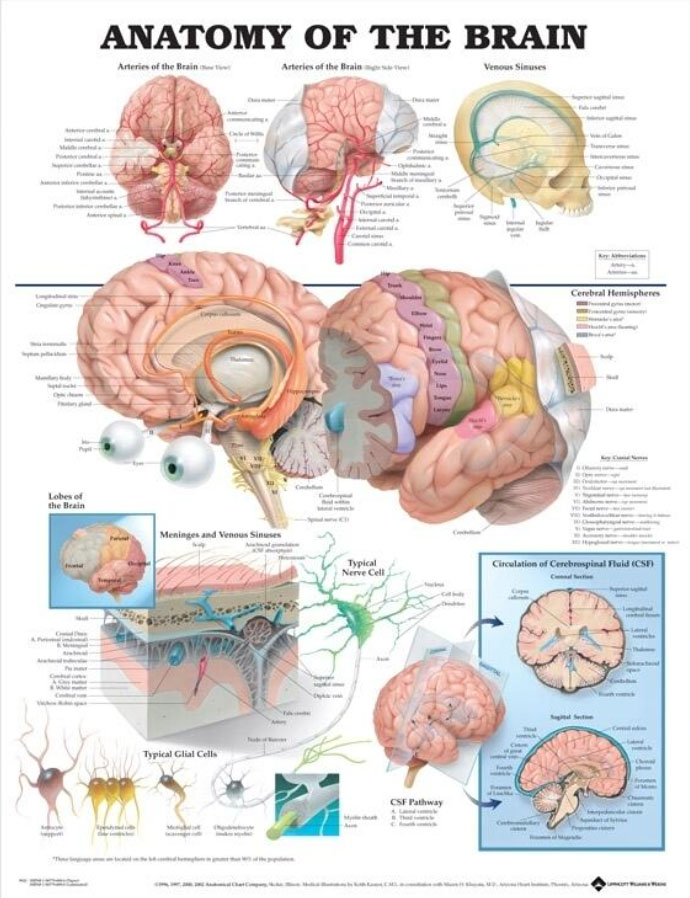 Anatomy of the Brain Chart - Adam,Rouilly