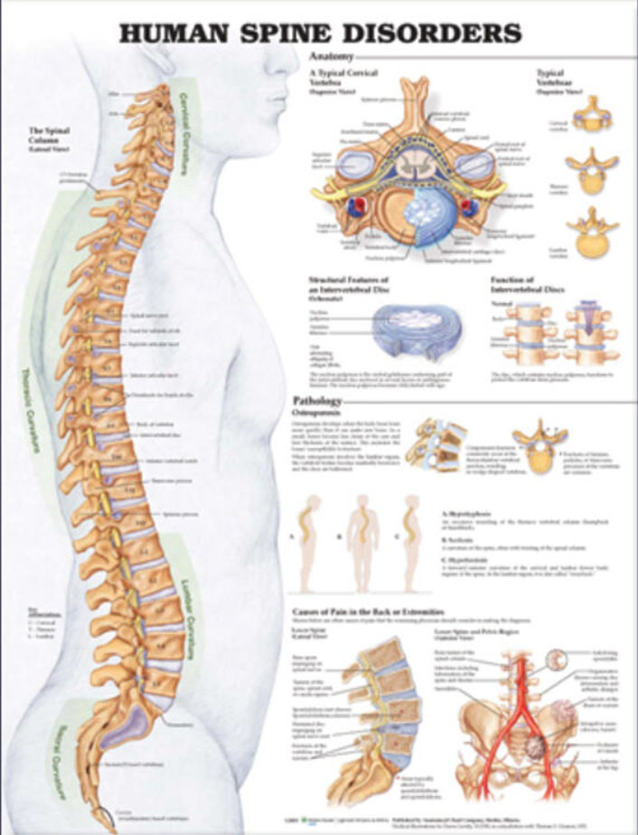 Human Spine Disorders Chart | Adam,Rouilly