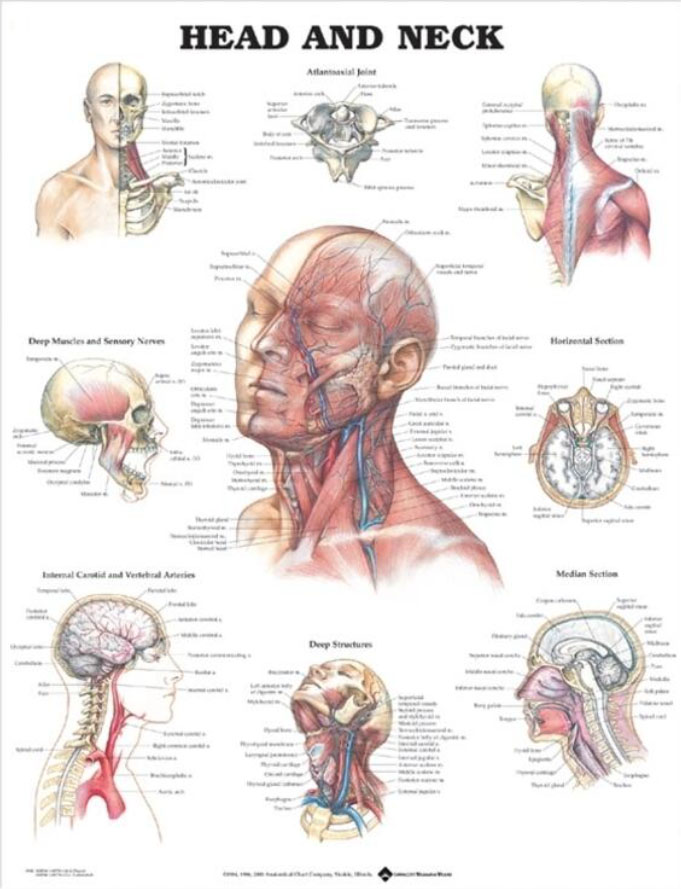 Head & Neck Chart | Adam,Rouilly