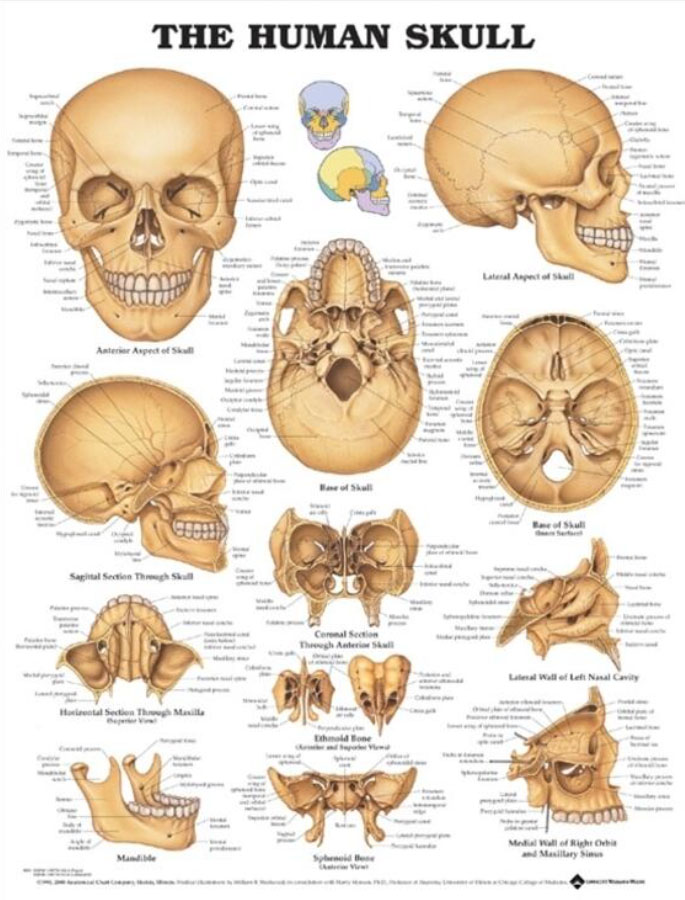 The Human Skull Chart - Adam,Rouilly