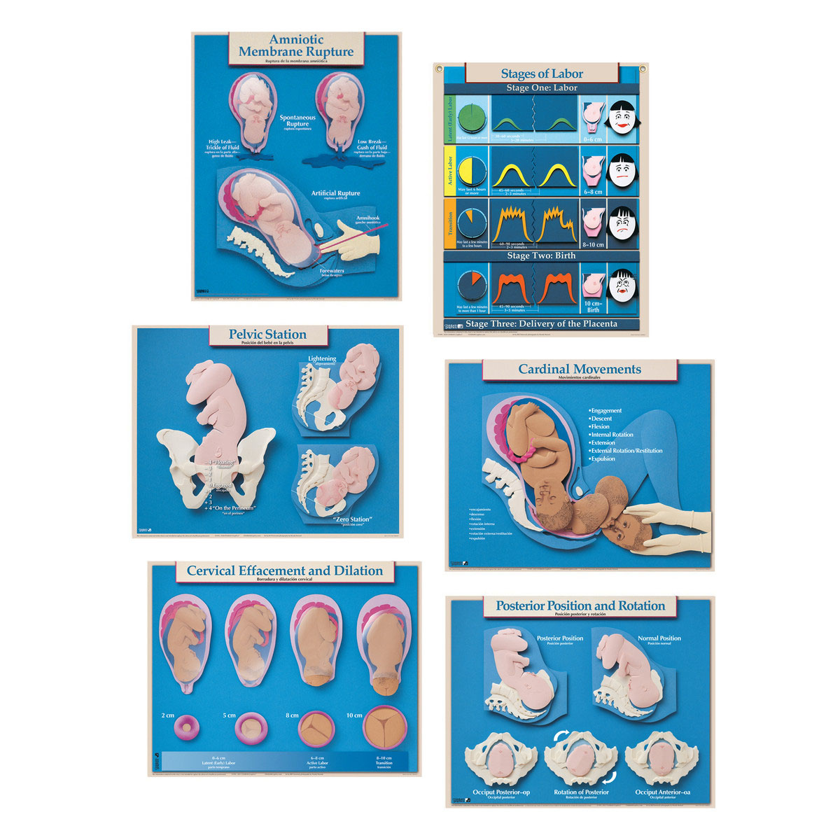 Obstetric Series Charts (Set of Six) | Adam,Rouilly
