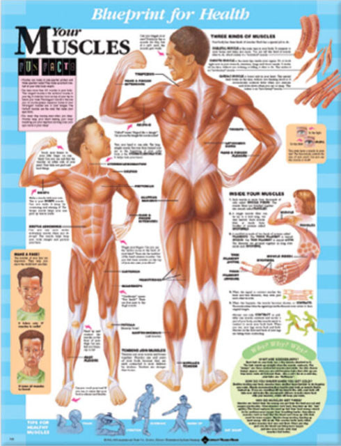 BFH Your Muscles Chart - Adam,Rouilly