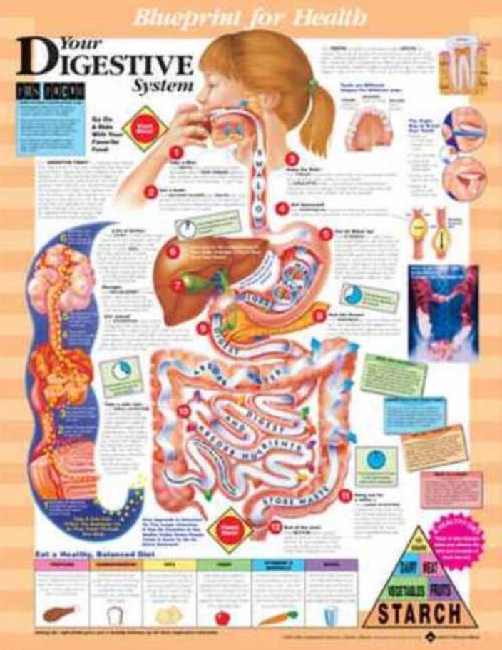 BFH Your Digestive System Chart - Adam,Rouilly