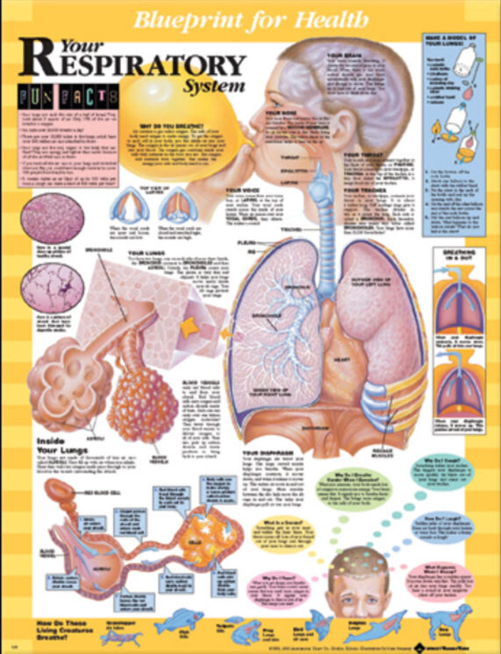BFH Your Respiratory System - Adam,Rouilly