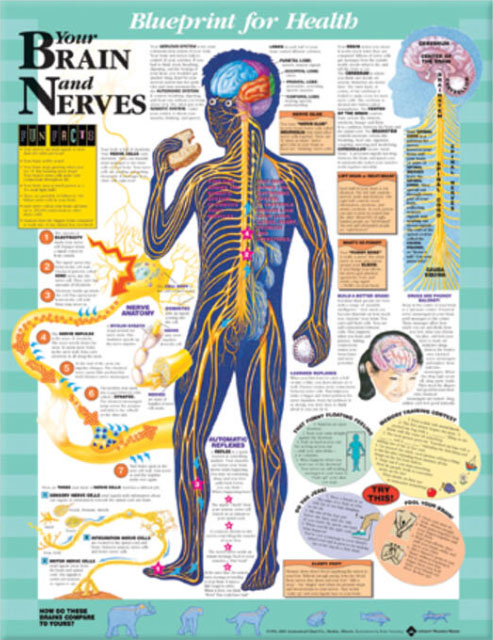 BFH Your Brain and Nerves Chart - Adam,Rouilly