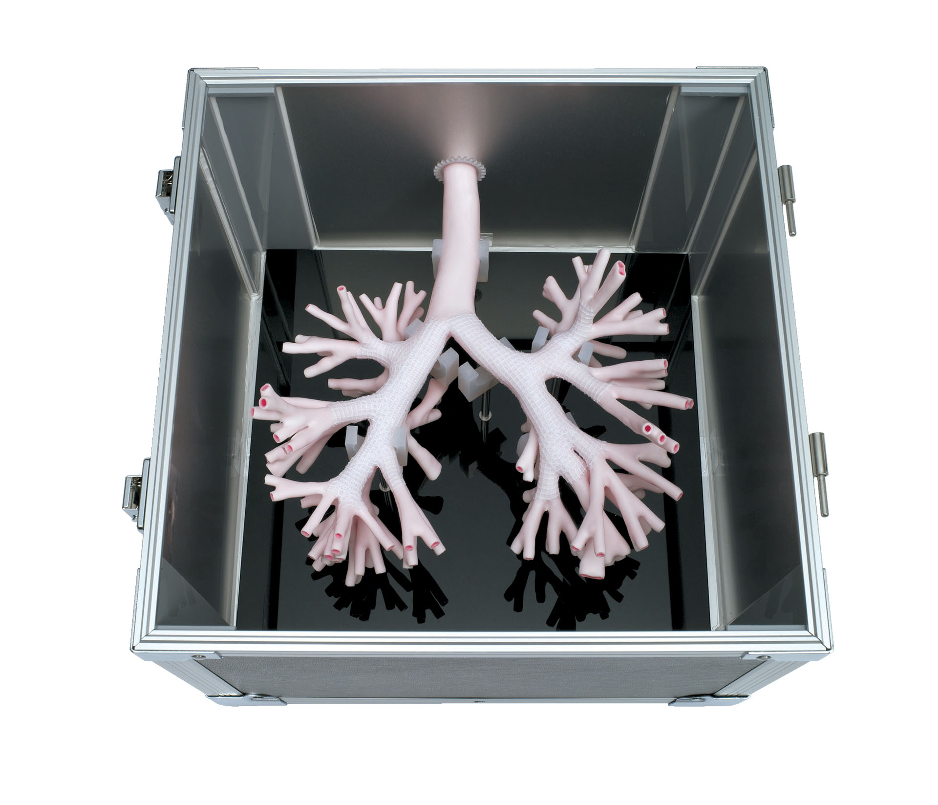 Koken Bronchoscopy Training Model | Adam,Rouilly