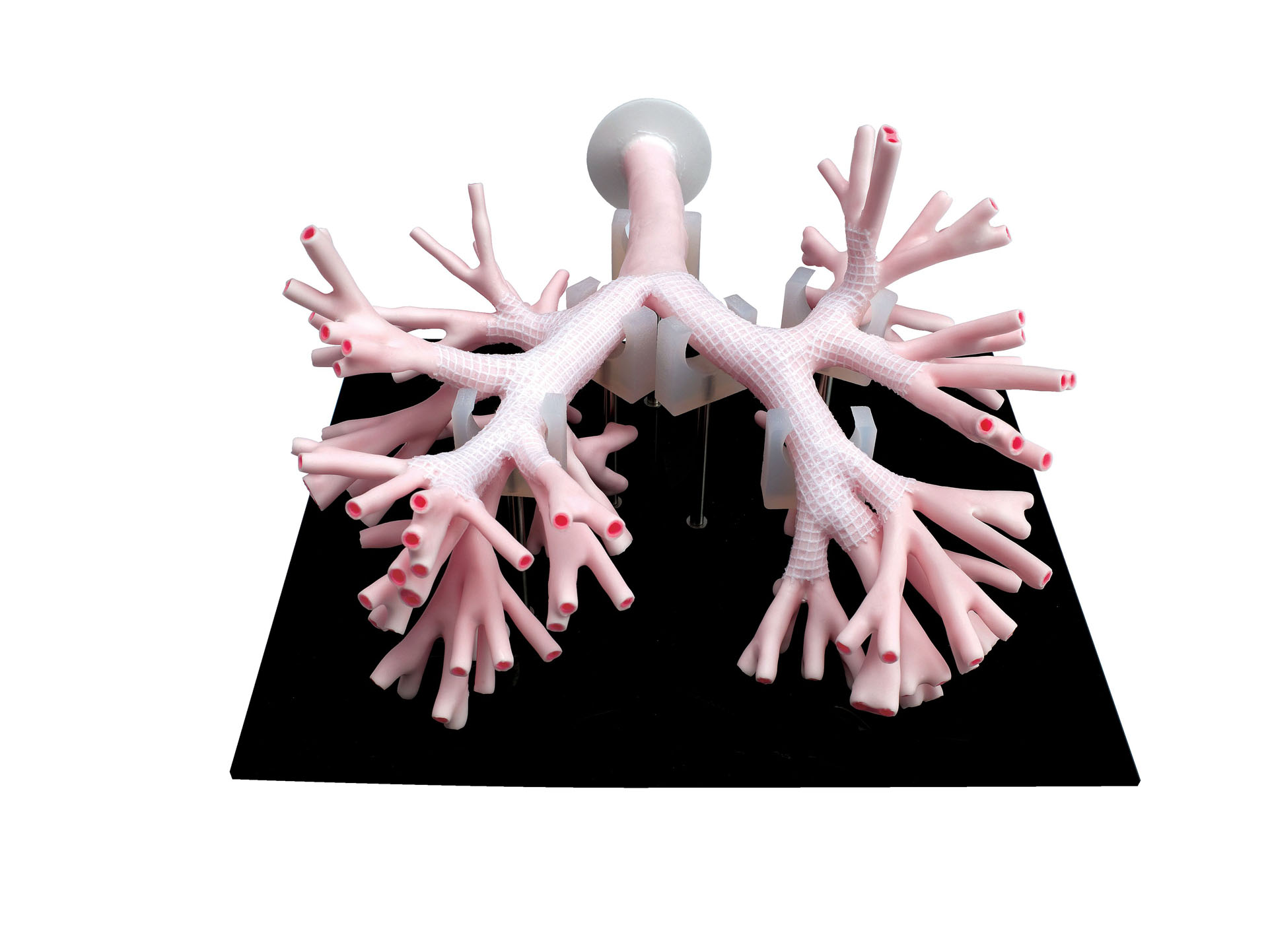 Bronchoscopy Training Model | Adam,Rouilly