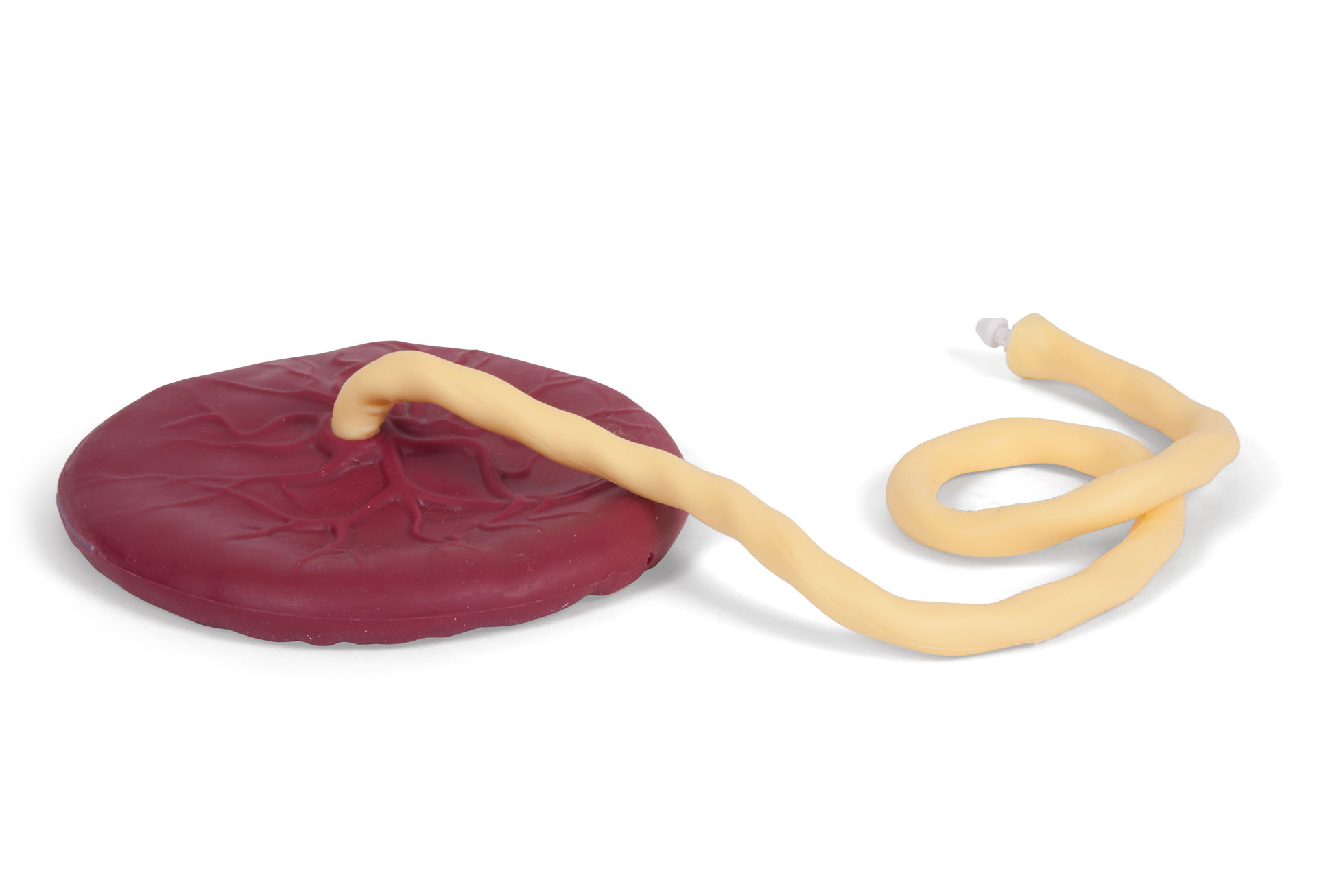 Placenta (1) - Adam,Rouilly