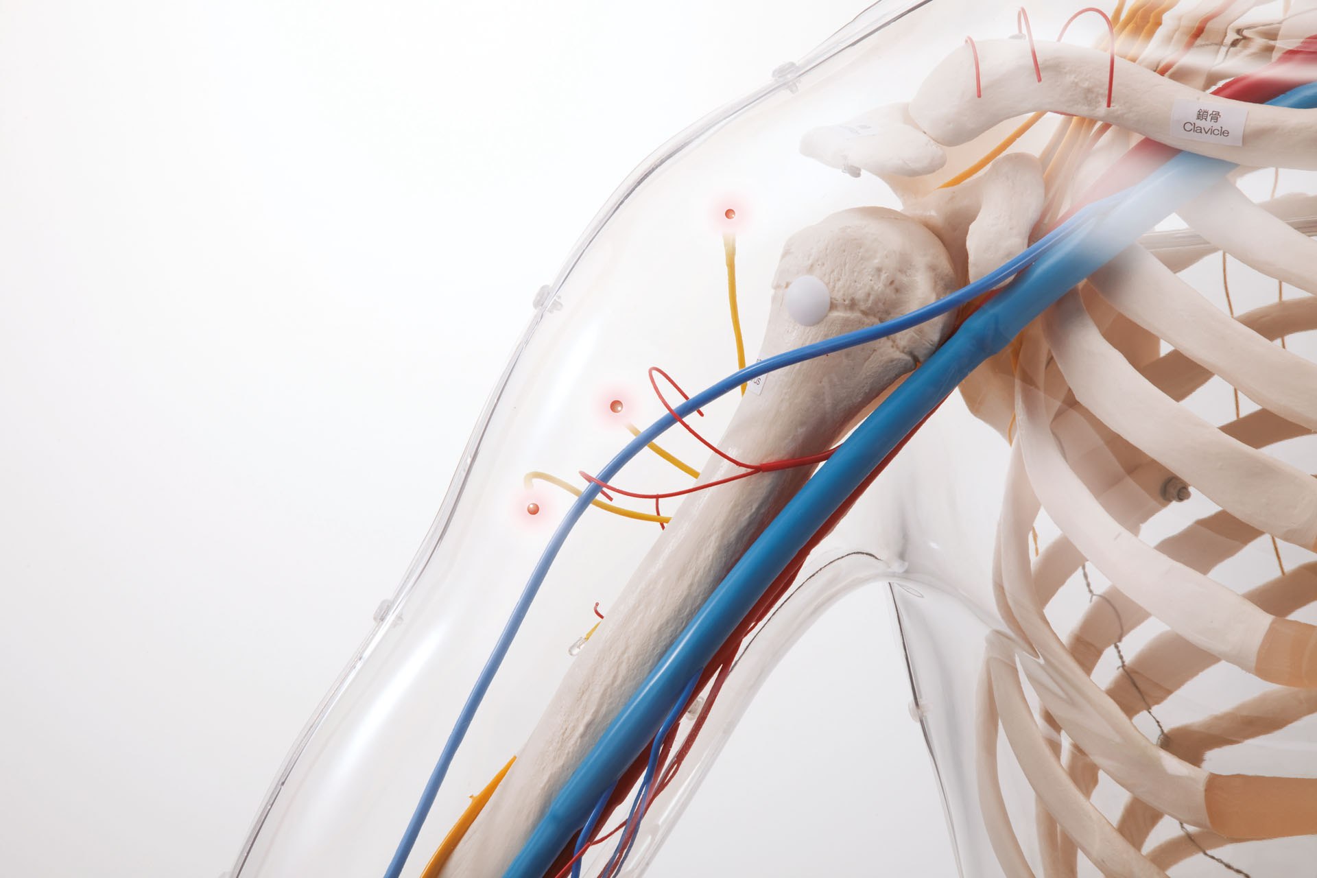 Sakamoto Intramuscular Injection Model of Upper Arm Muscles | Adam,Rouilly