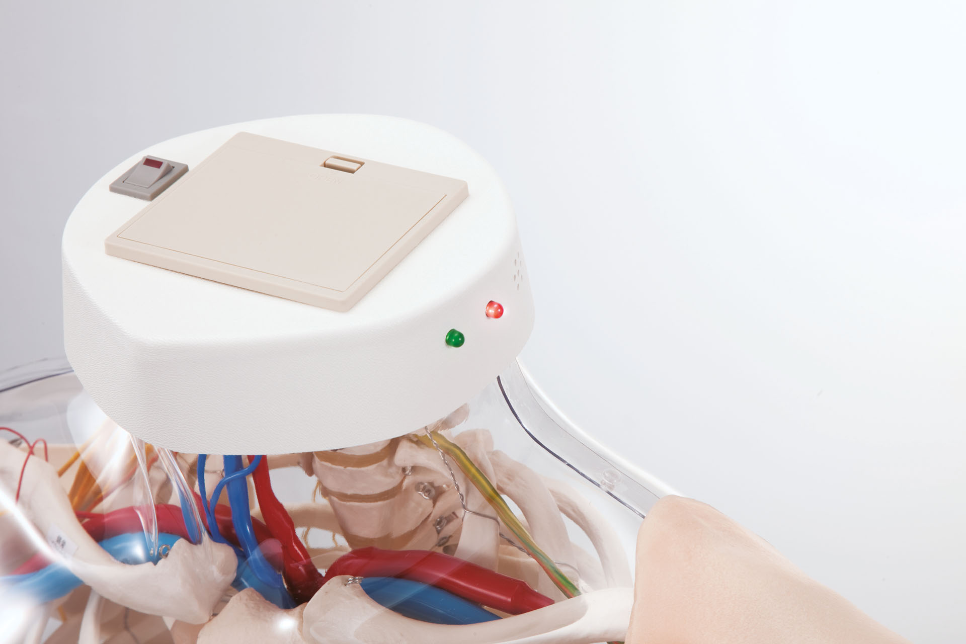 Sakamoto Intramuscular Injection Model of Upper Arm Muscles | Adam,Rouilly