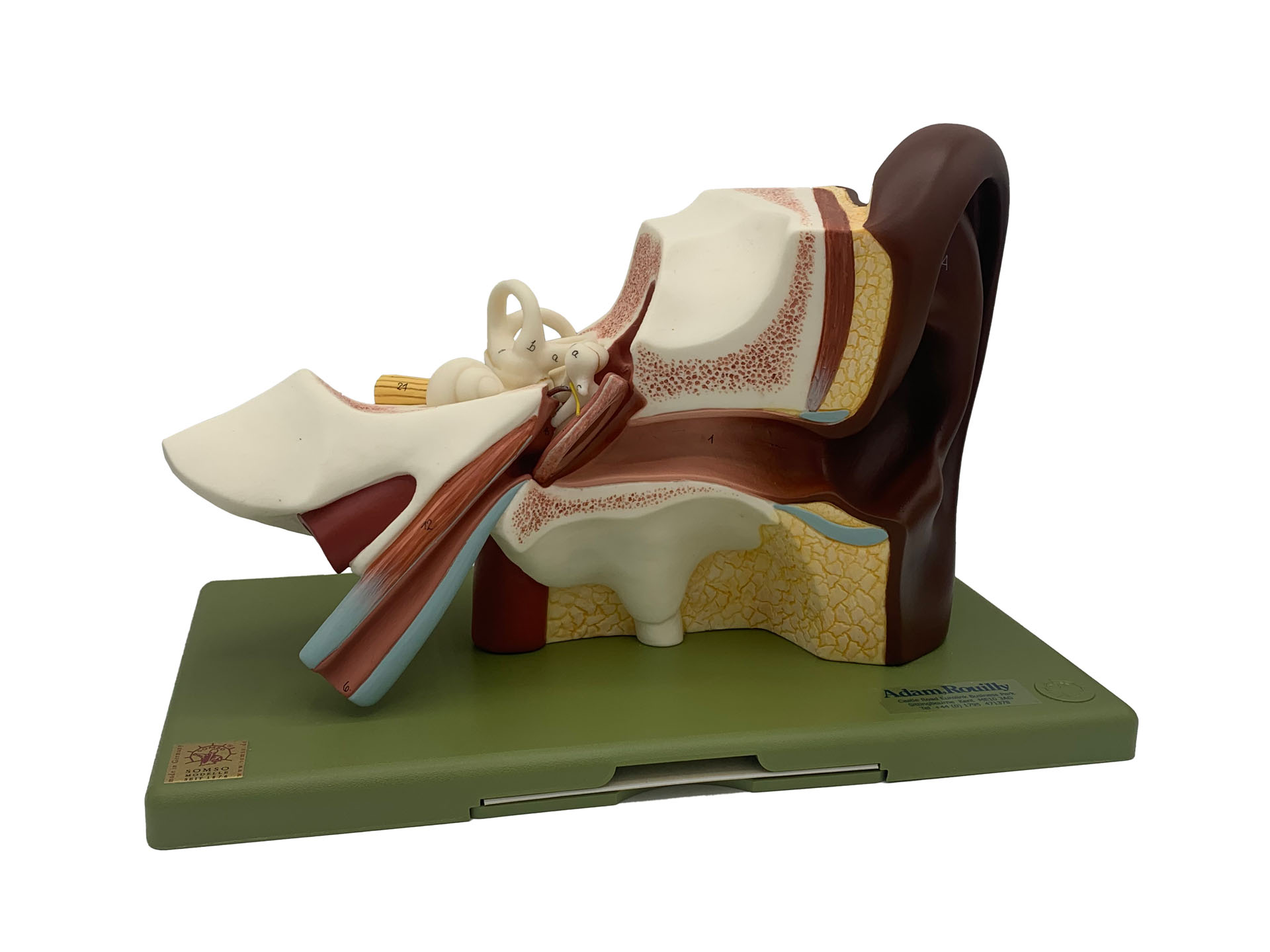 Ear - Separates Into 3 Parts, Dark | Adam,Rouilly