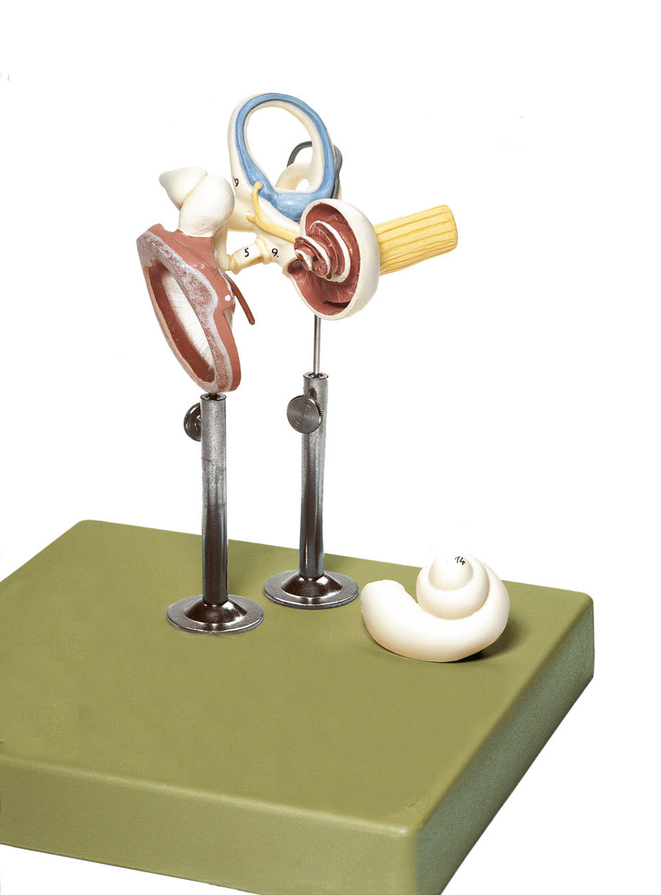 Auditory Ossicles Model