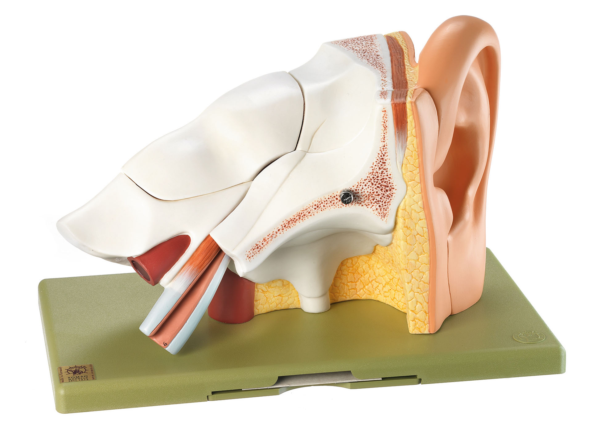 Ear - Separates Into 6 Parts, Light - Adam,Rouilly