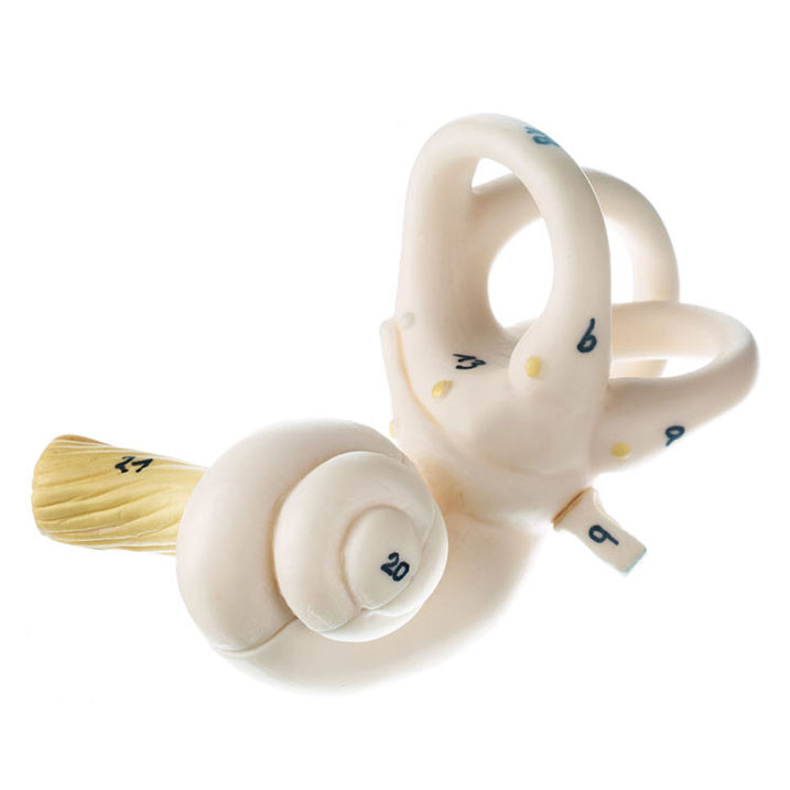 Ear - Separates Into 6 Parts, Light - Adam,Rouilly