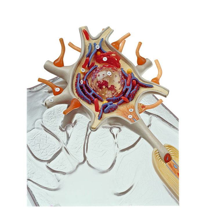 Neuron - Adam,Rouilly