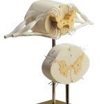 Spinal Cord - Adam,Rouilly