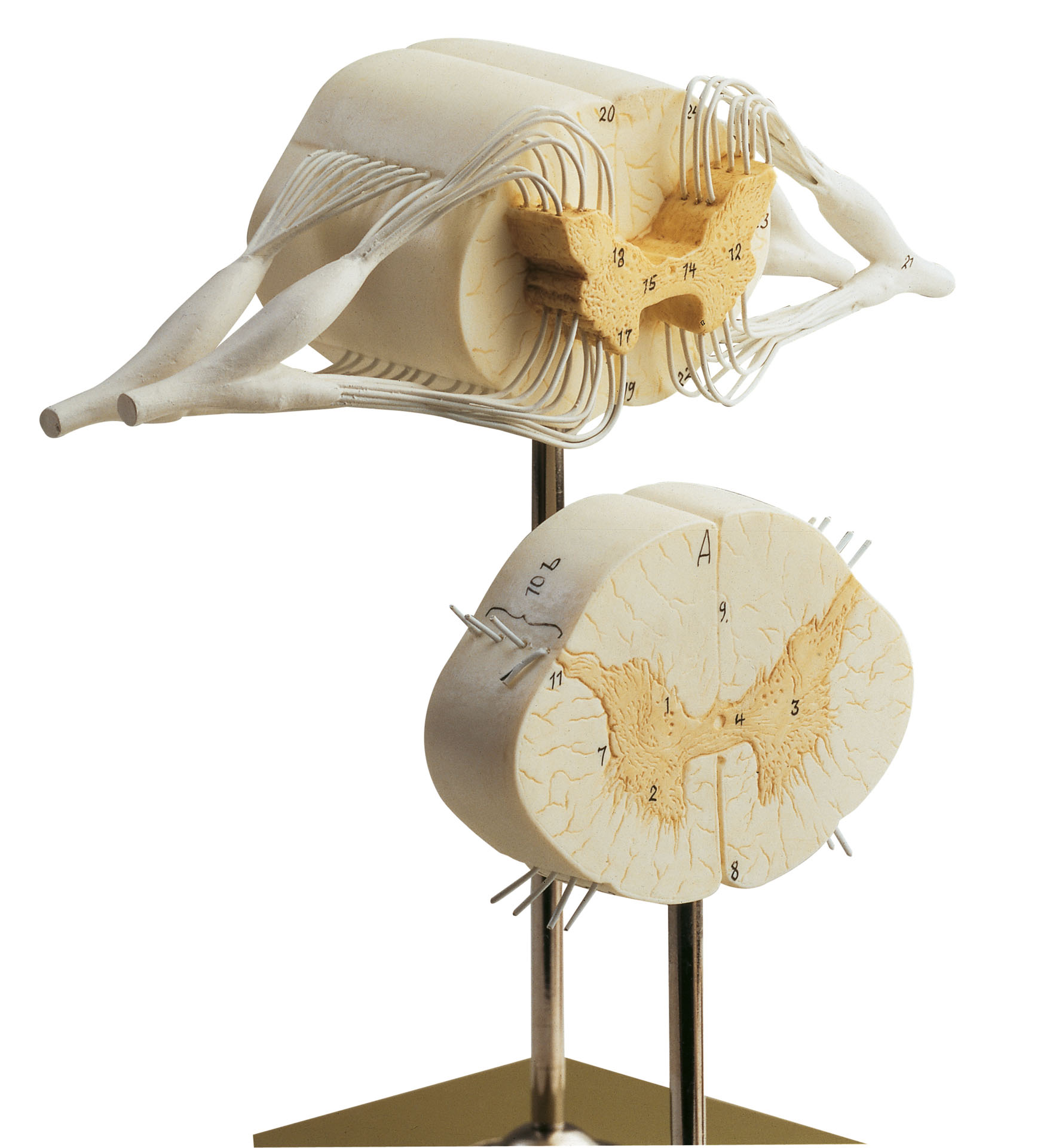 Spinal Cord - Adam,Rouilly