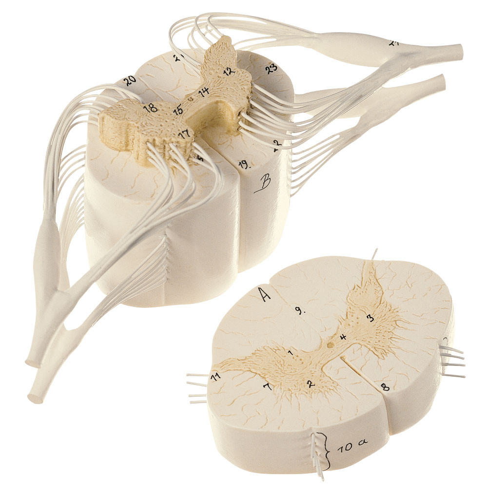 Spinal Cord - Adam,Rouilly