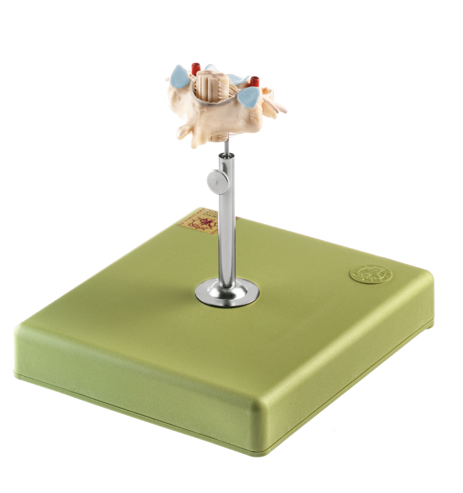 Cervical Vertebra (C VI) With Spinal Cord - Adam,Rouilly