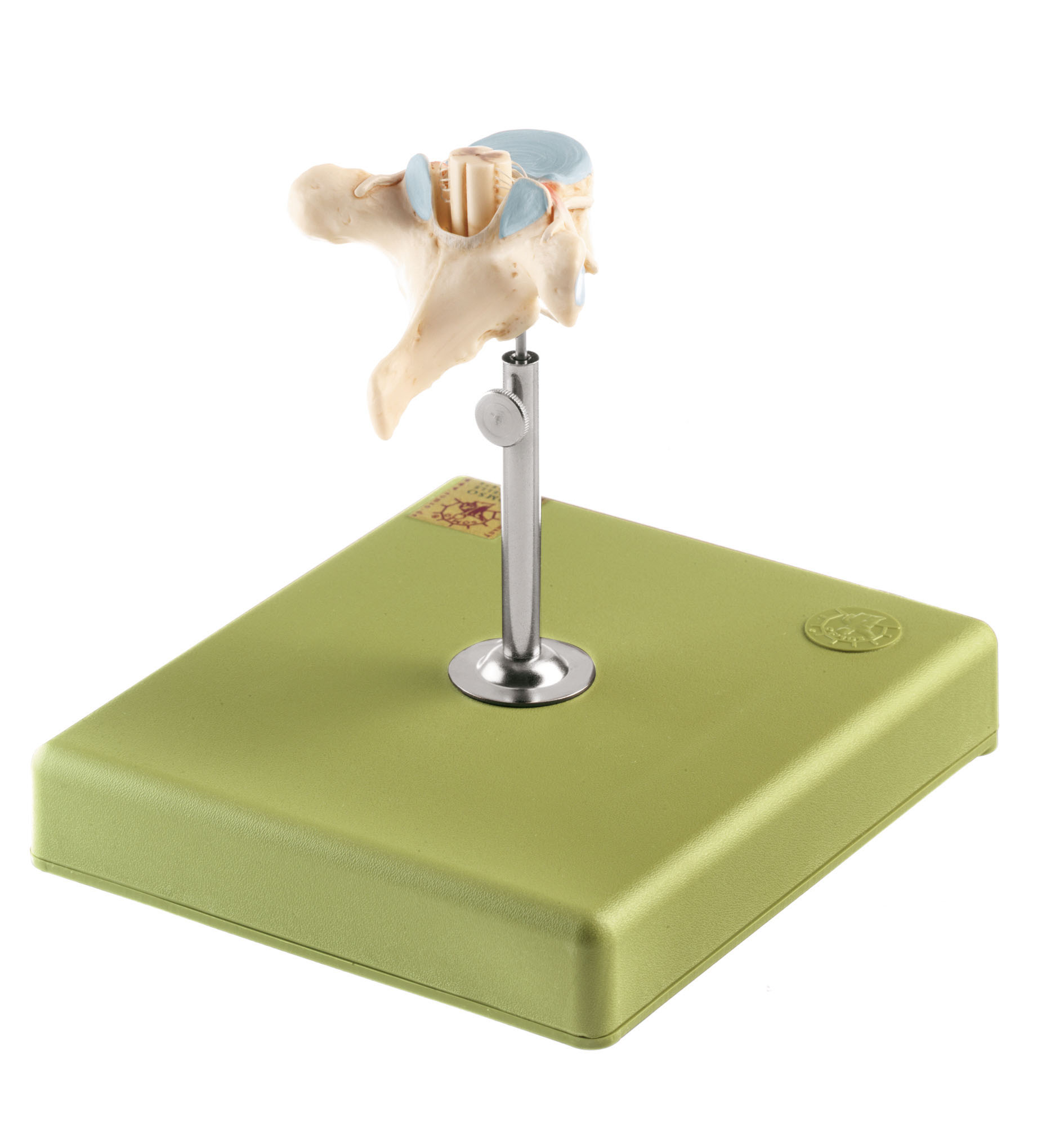 Thoracic Vertebra (Th II) With Spinal Cord - Adam,Rouilly