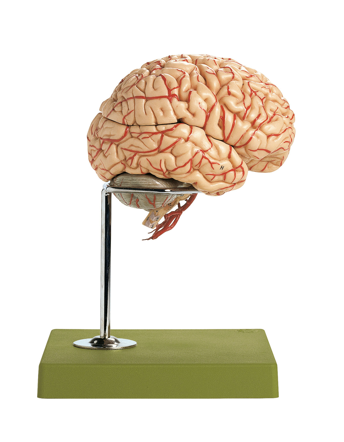 Brain With Arteries - Separates Into 9 Parts - Adam,Rouilly