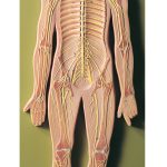 Nervous System, Light - Adam,Rouilly