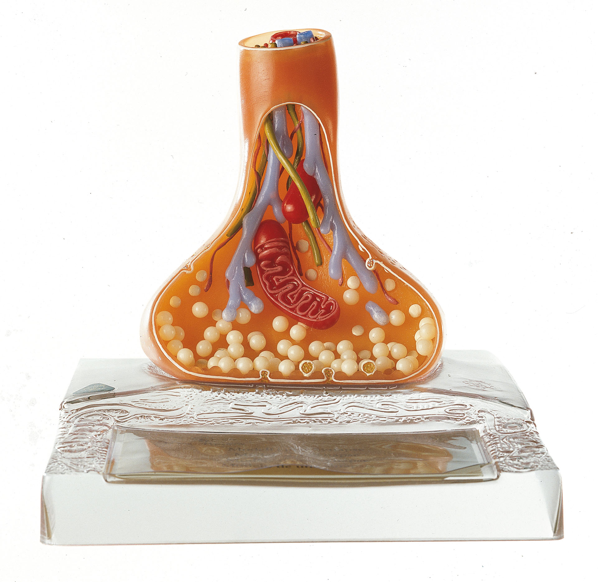 Model of a Synapse - Adam,Rouilly