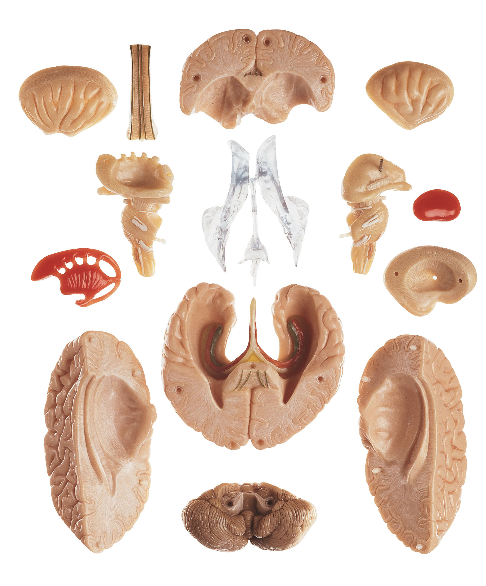 Model of Brain - Separates Into 15 Parts - Adam,Rouilly