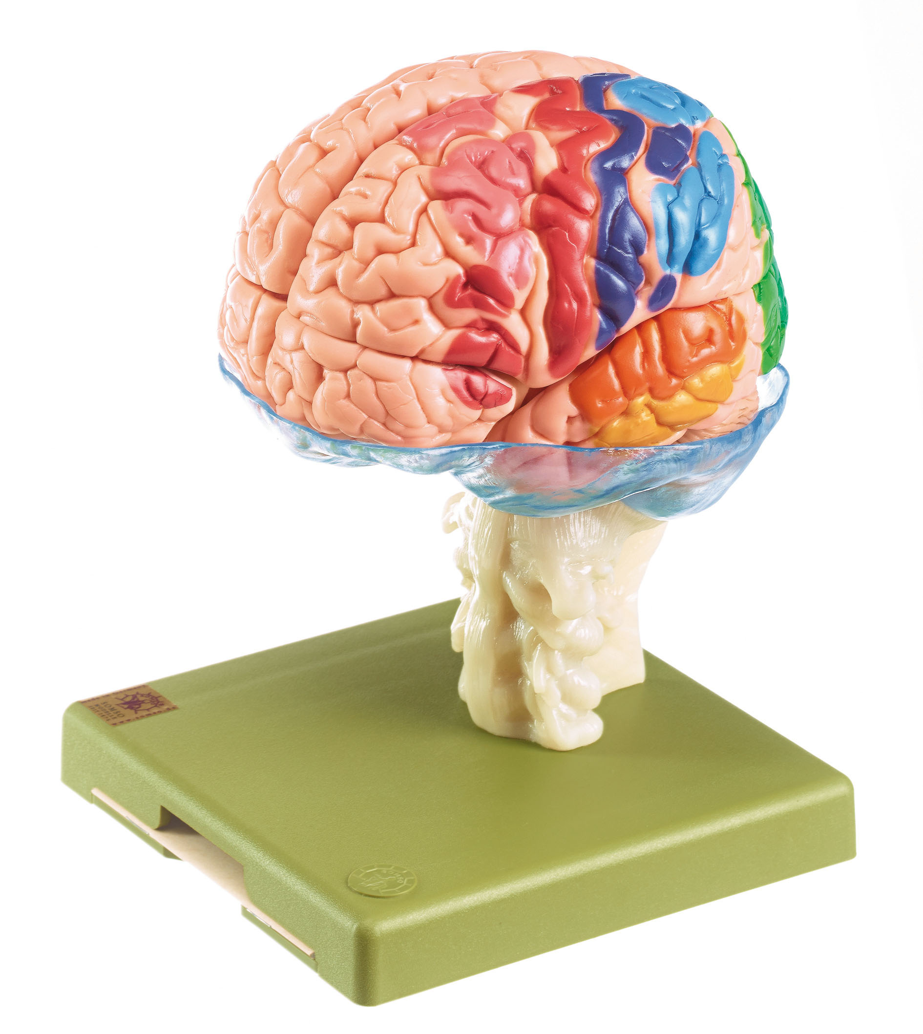 Model of Brain With Indicated Cytoarchtural Areas - Separates Into 15 ...