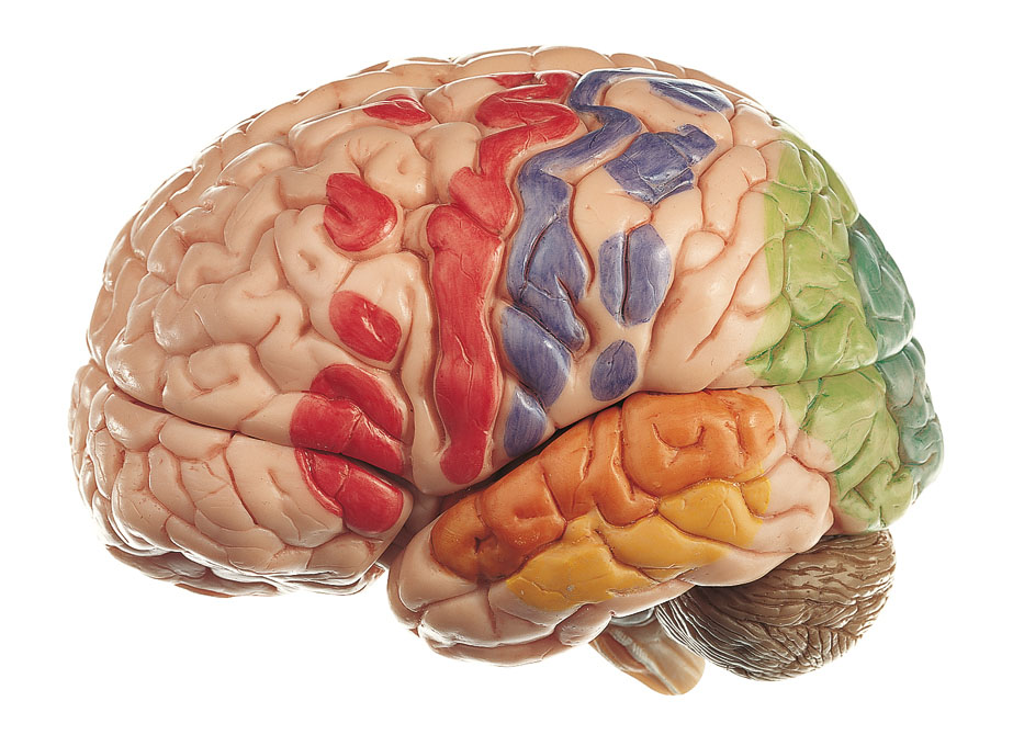 Model of Brain With Indicated Cytoarchtural Areas - Separates Into 15 ...