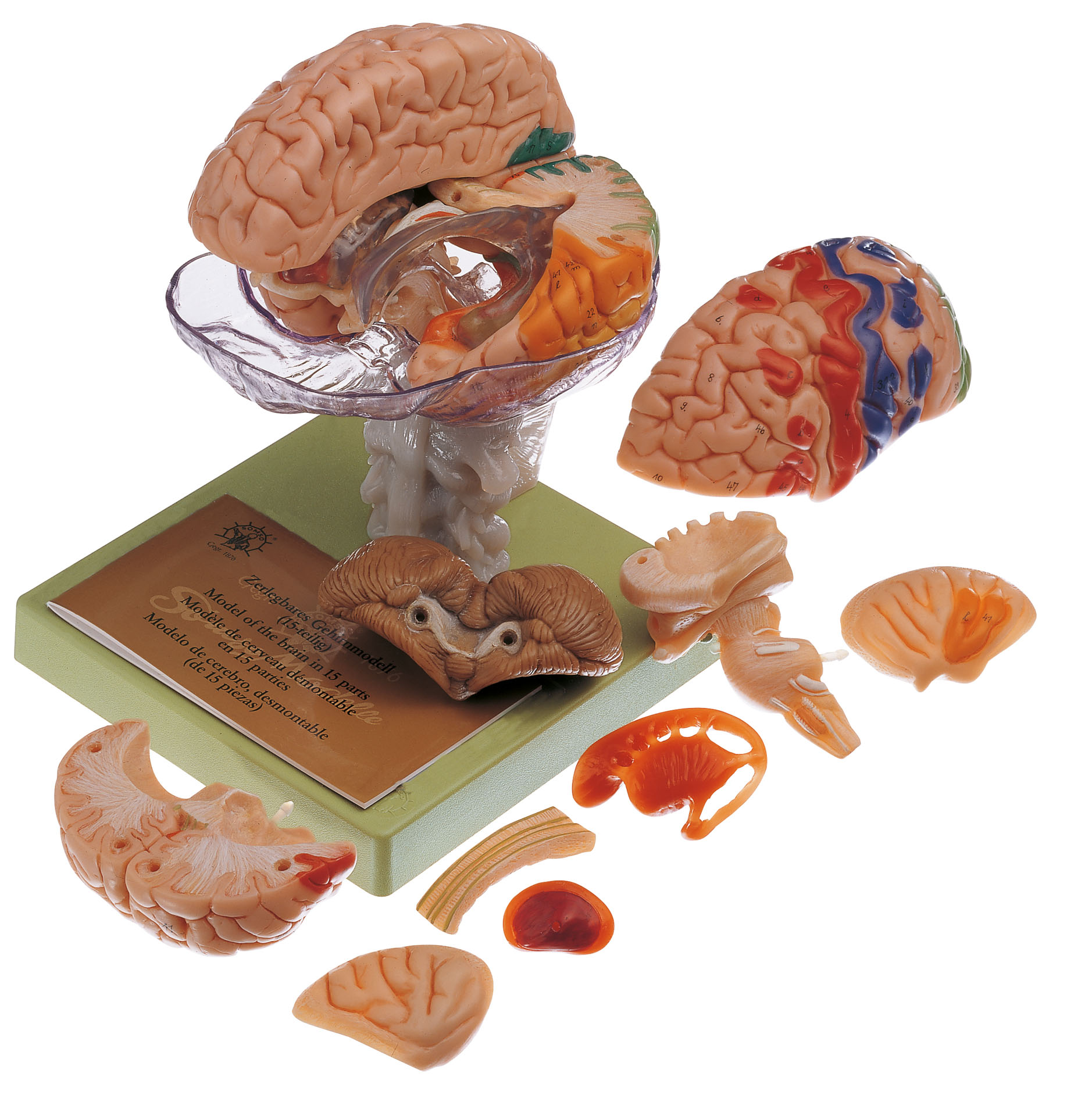Model of Brain With Indicated Cytoarchtural Areas - Separates Into 15 ...