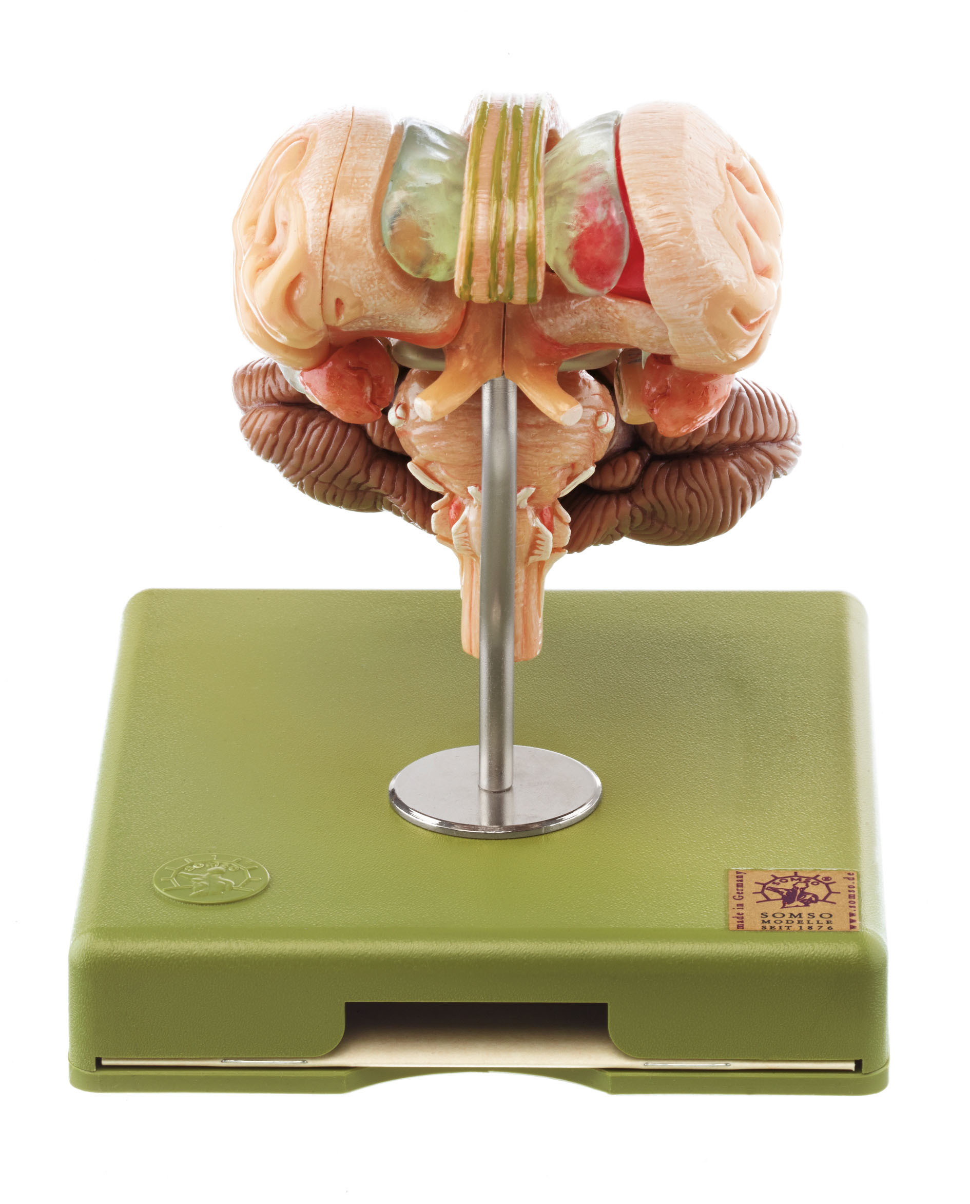 Model of Brain Stem - Separates Into 12 Parts - Adam,Rouilly