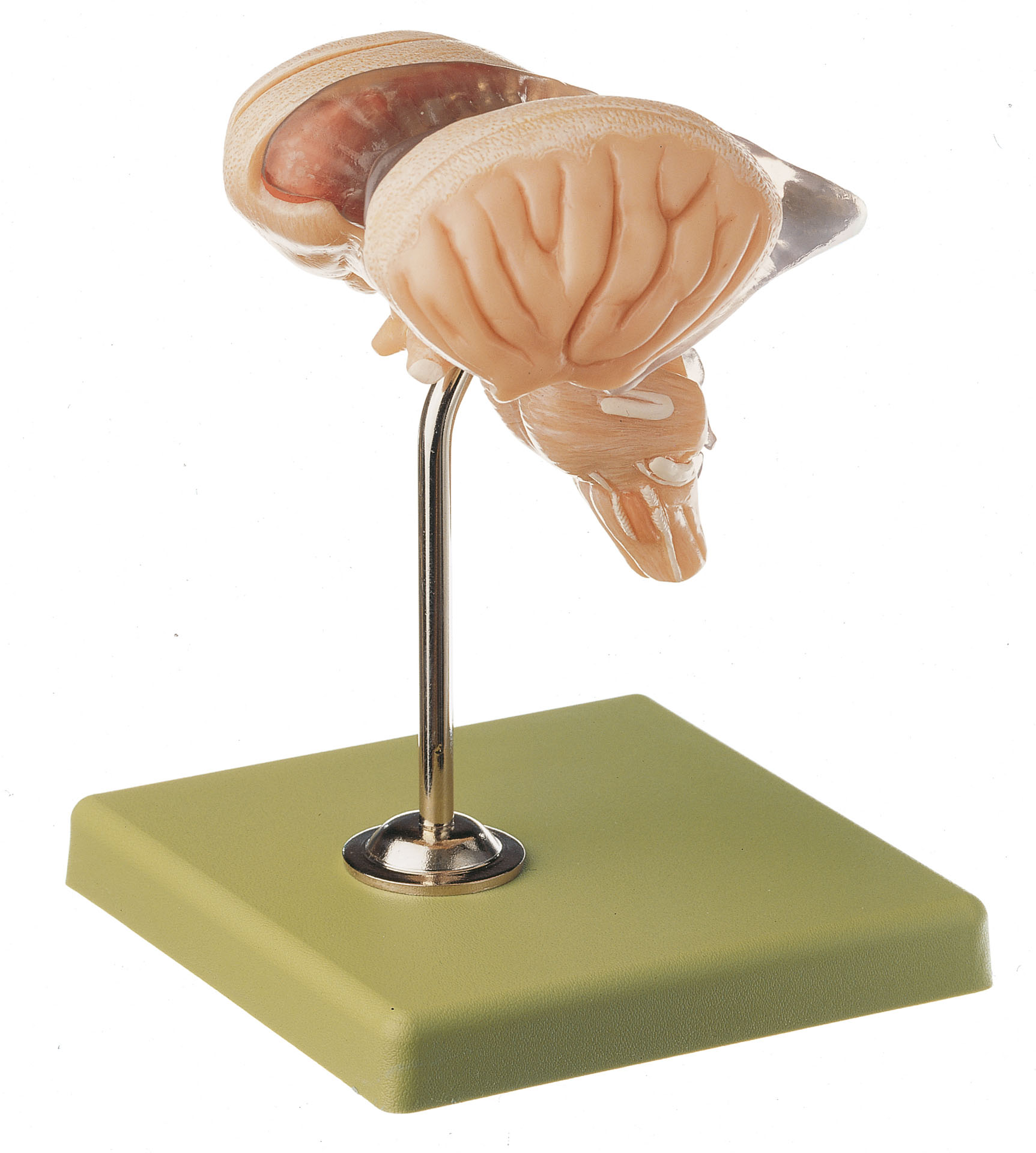 Model of Brain Stem - Separates Into 8 Parts - Adam,Rouilly