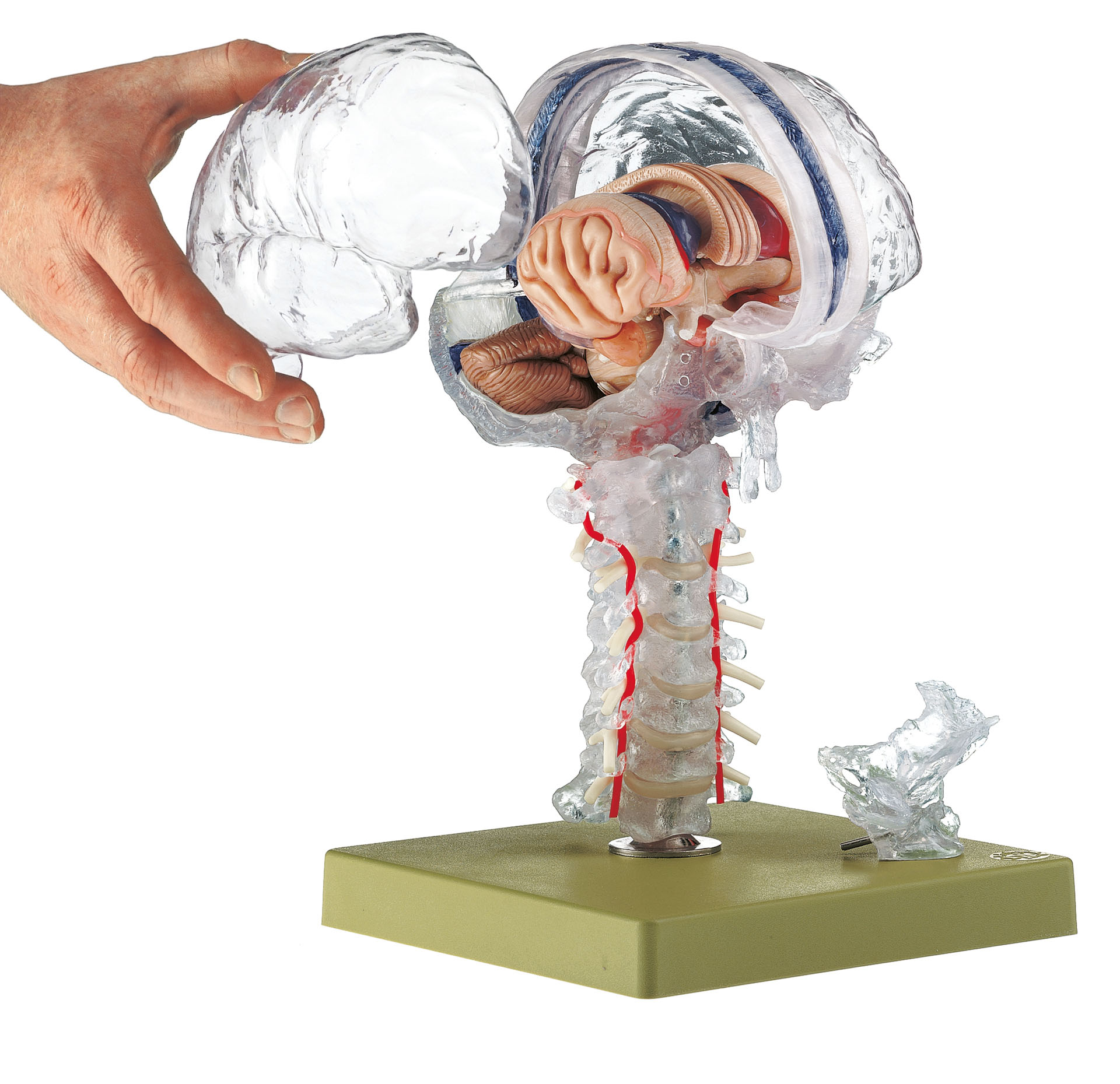 Transparent Brain Model - Separates Into 15 Parts - Adam,Rouilly