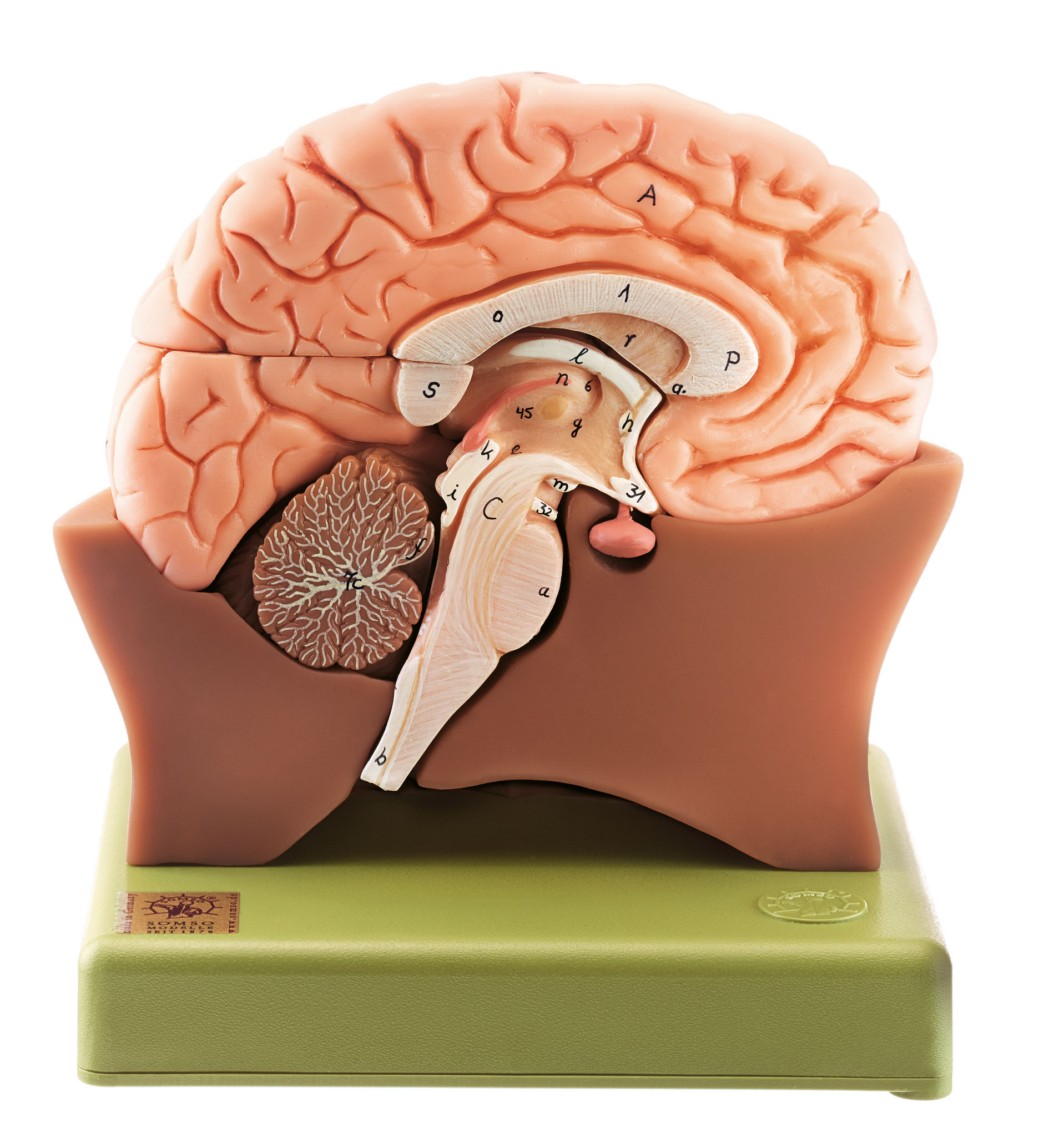 Model of Half Brain - Separates Into 4 Parts - Adam,Rouilly