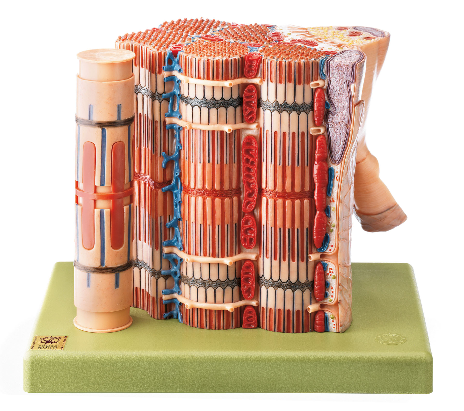 Functional Model of the Skeletal Muscular Fibre - Adam,Rouilly