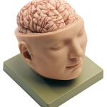 Head / Brain / Nervous System | Adam,Rouilly