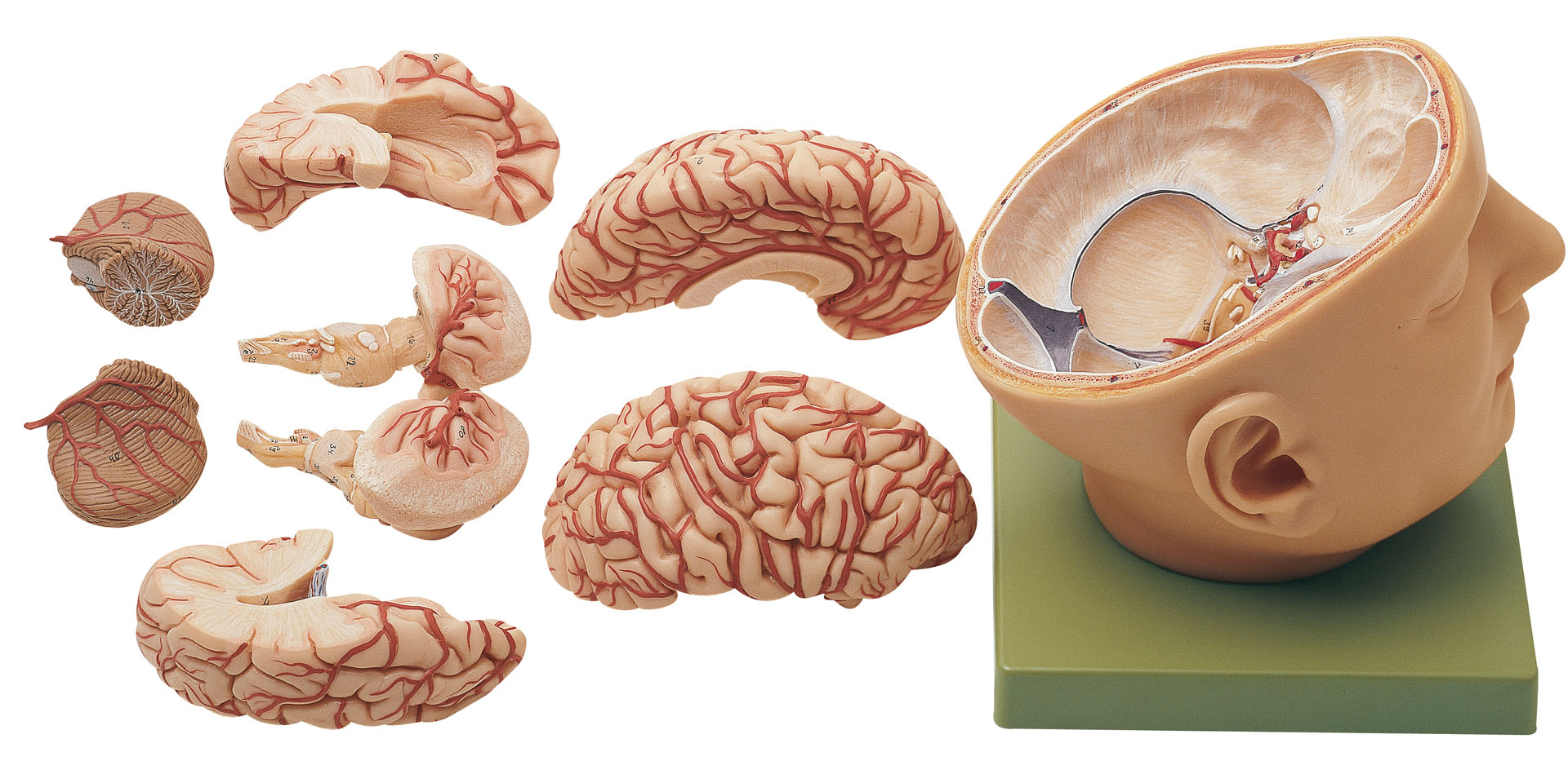 Base of the Head, Light - Adam,Rouilly