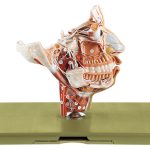 Head / Brain / Nervous System | Adam,Rouilly