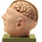 Head / Brain / Nervous System | Adam,Rouilly