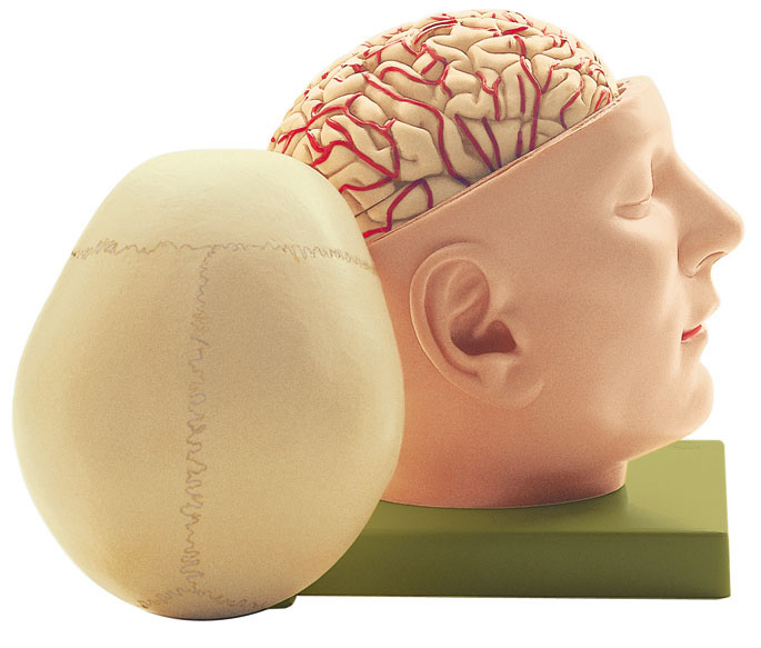 Base Of The Head, Light | Adam,Rouilly