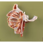 Head / Brain / Nervous System | Adam,Rouilly