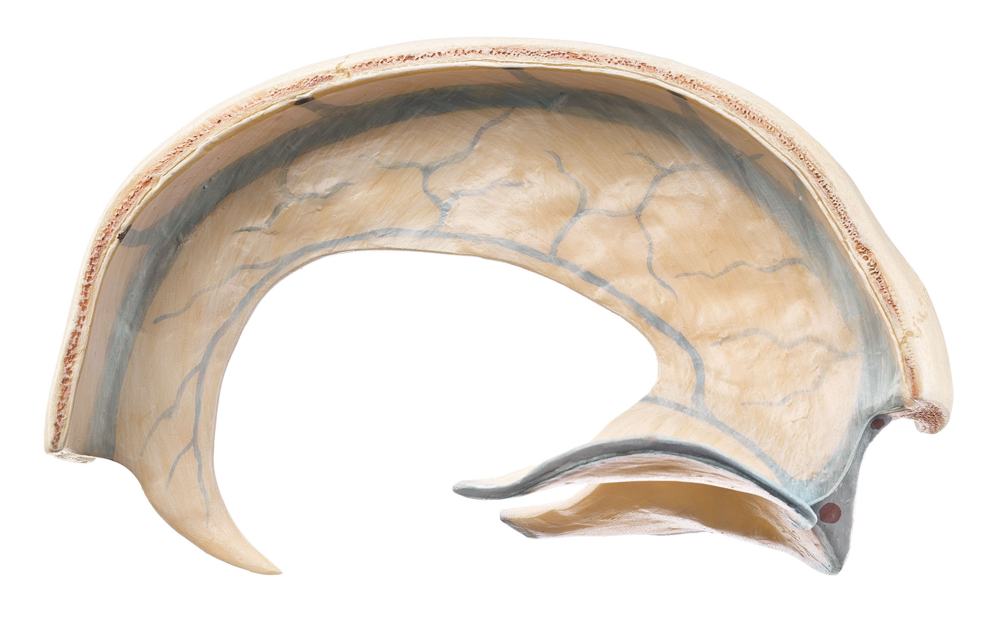 Head / Brain / Nervous System | Adam,Rouilly